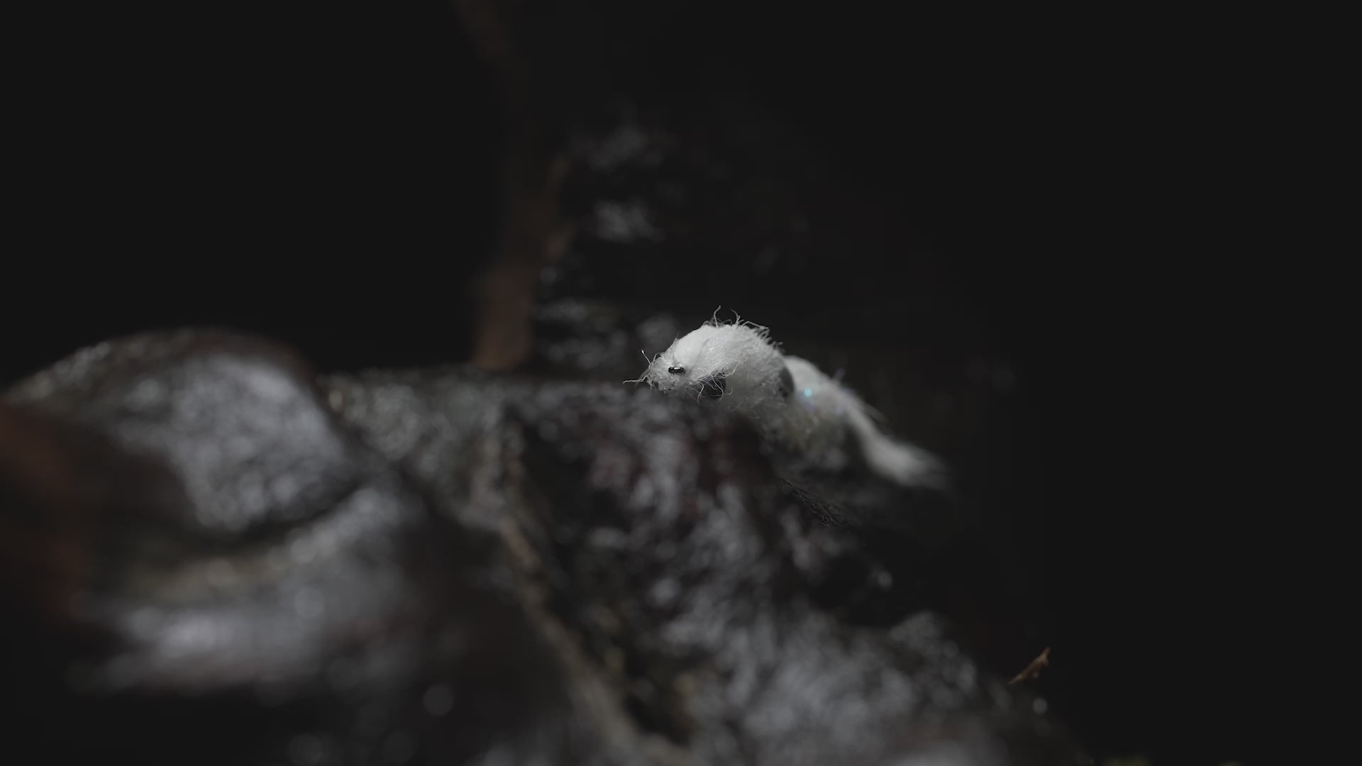 Blue Line Co – BlueLineCo.